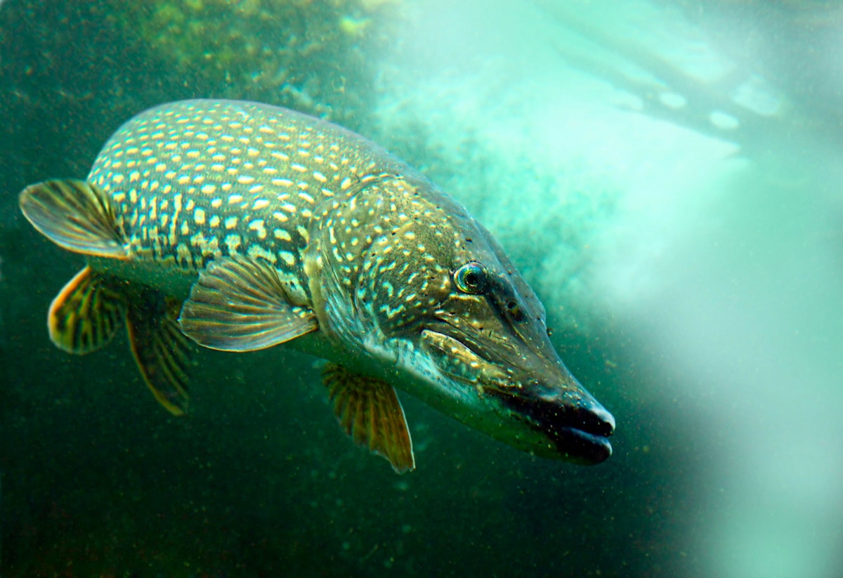 The importance of predator fish in fisheries | Angling Times