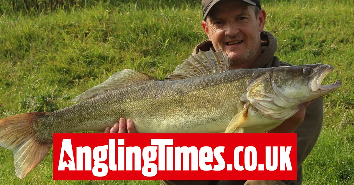 Quality Trent zander caught on challenging big tide | Angling Times