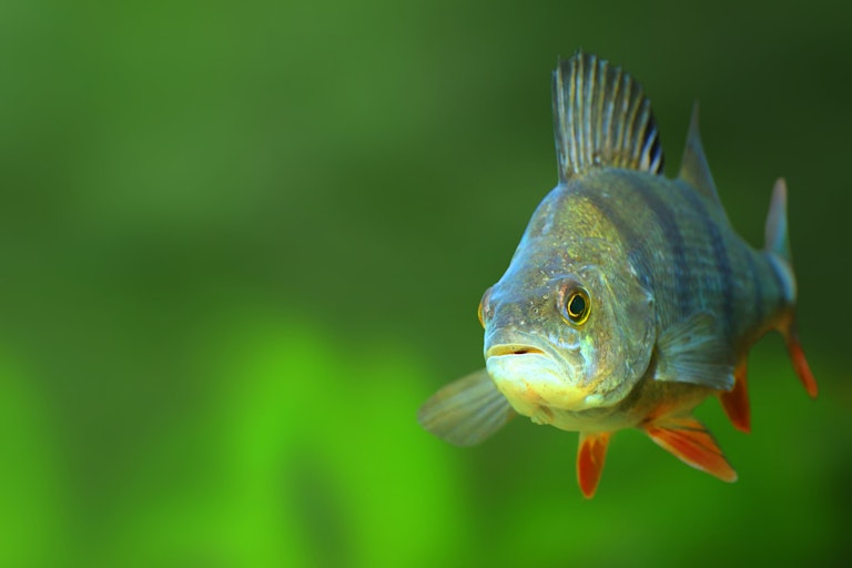 The importance of predator fish in fisheries | Angling Times