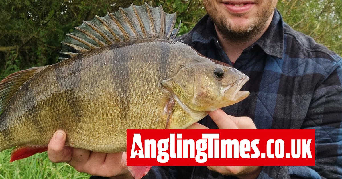 Angler hits big-perch jackpot on the Thames! | Angling Times
