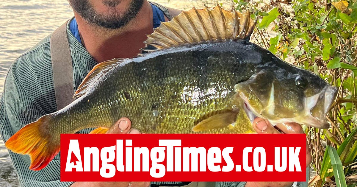 Switch from lures to prawns brings superb northern perch | Angling Times