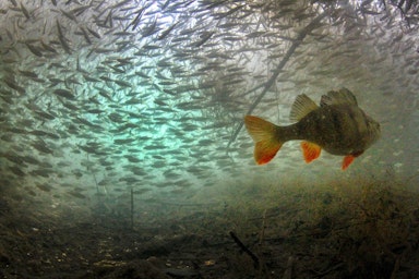 The importance of predator fish in fisheries | Angling Times