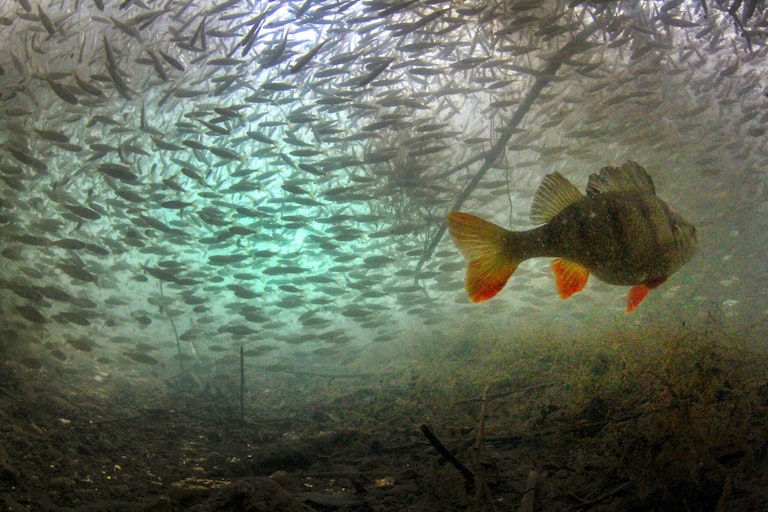 10 Essential Tips For Specimen Perch Fishing | Angling Times