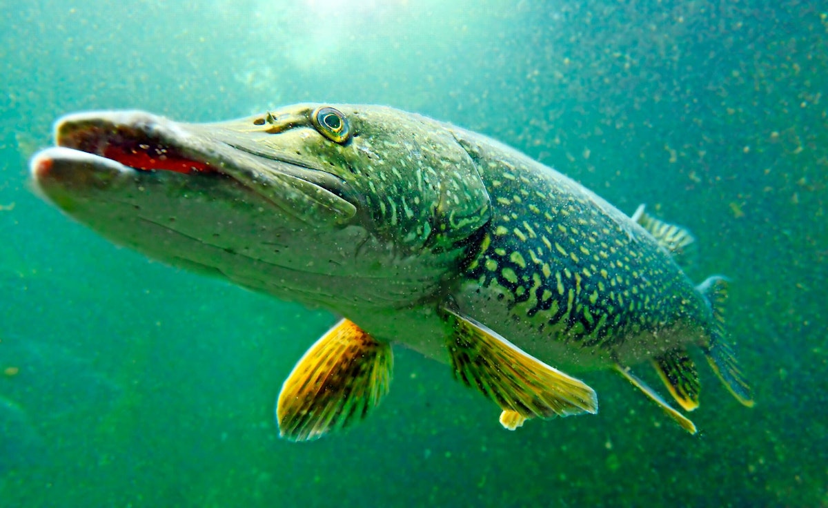 The importance of predator fish in fisheries | Angling Times