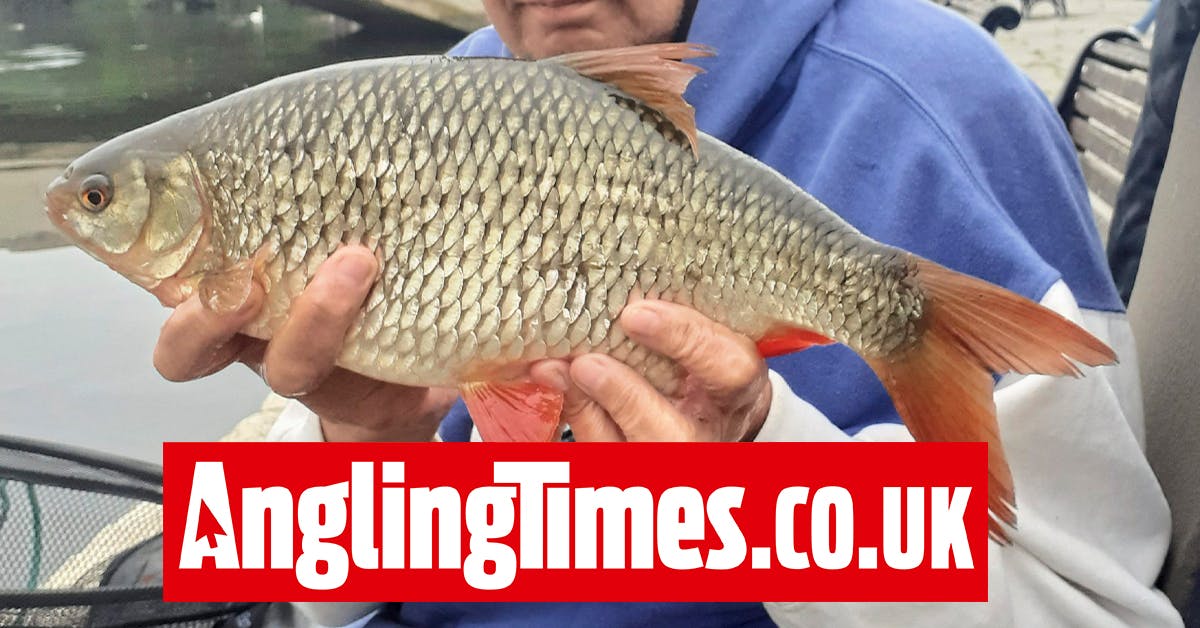 Bait switch brings remarkable river roach | Angling Times