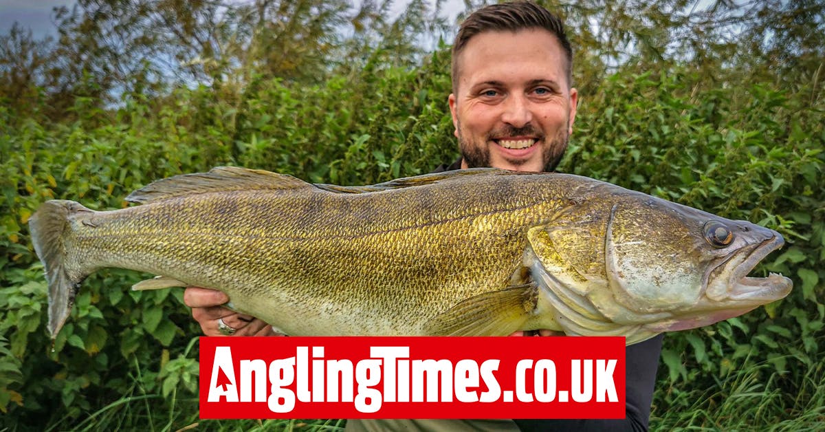 Quality Severn zander takes dead roach | Angling Times