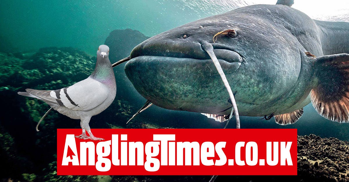The crazy things predator fish will eat | Angling Times