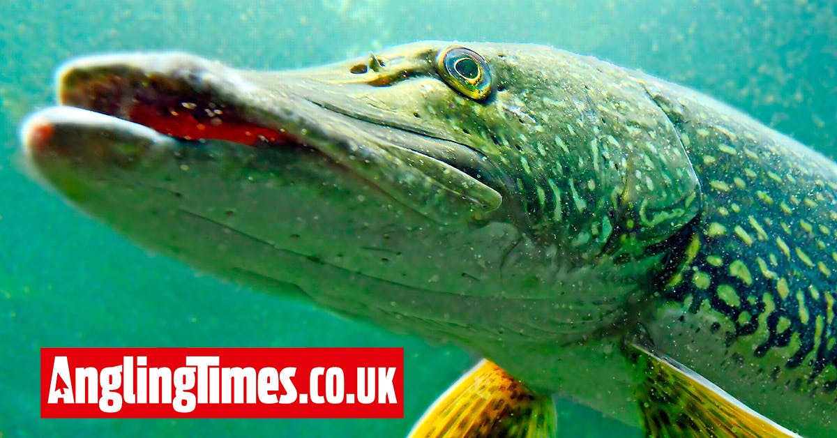 Predator Fish The Papuan Bass: One Of The Most Powerful Fish On The