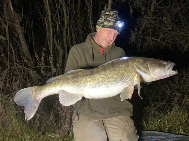 Big Trent zander gives savage take and fight | Angling Times