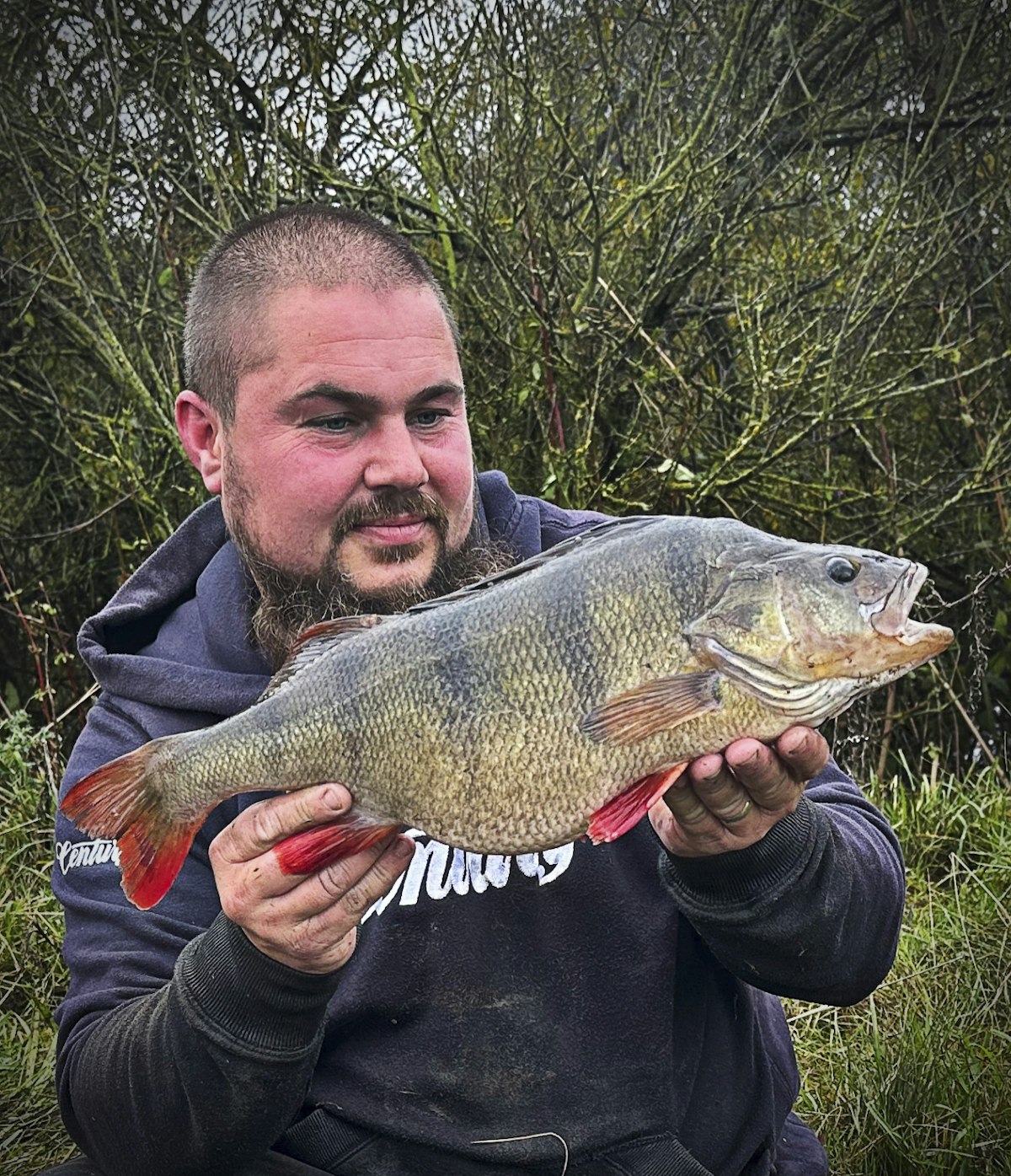 Yorkshire angler lands one of the biggest hauls of specimen perch ever ...