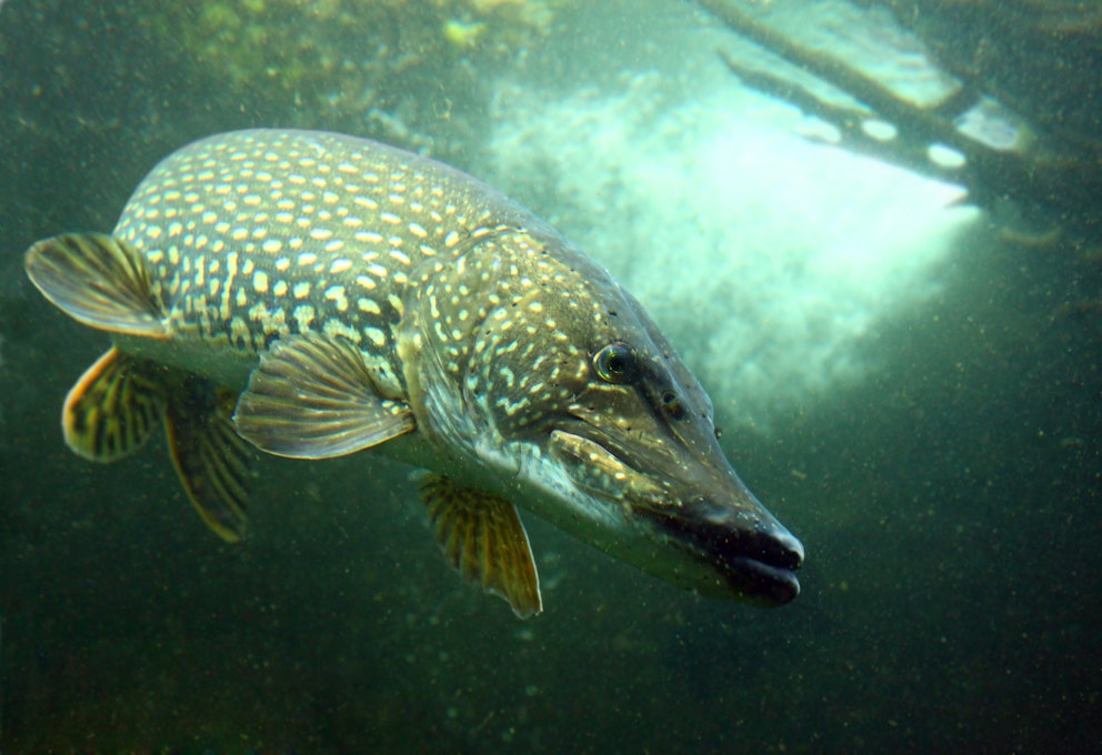 How to handle pike | Angling Times