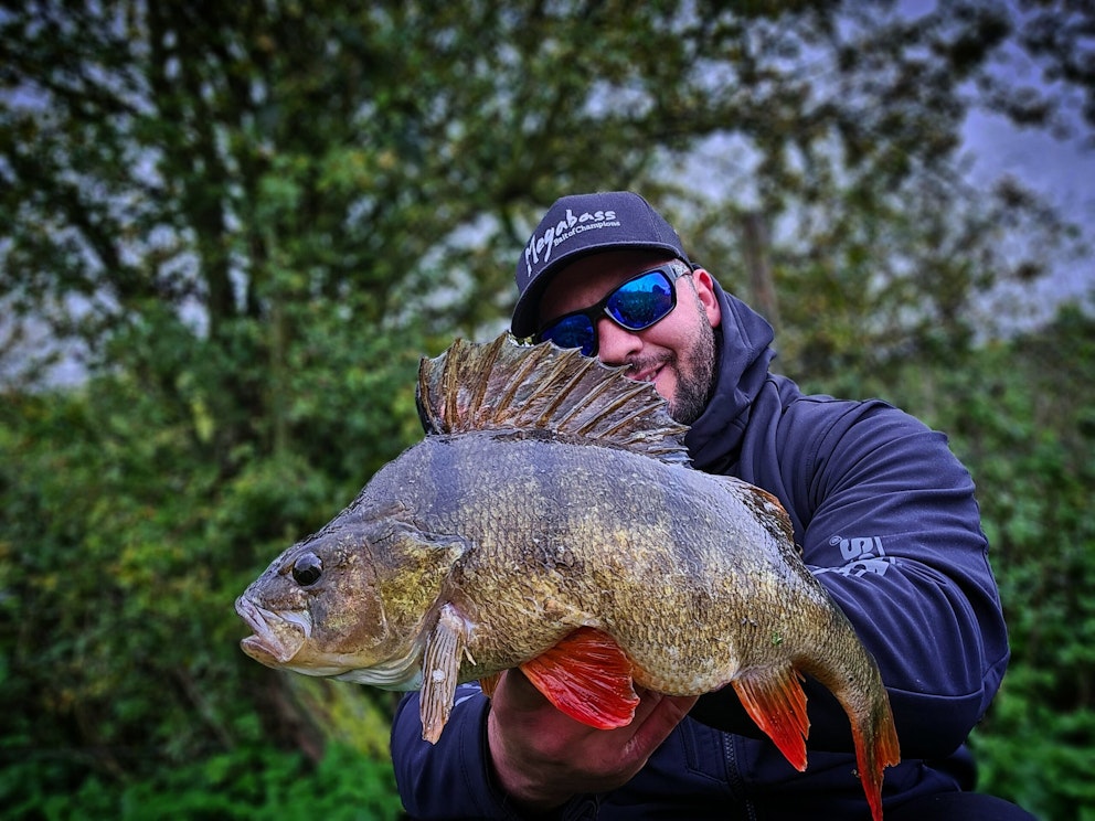 Enormous perch landed on lure from flooded river | Angling Times
