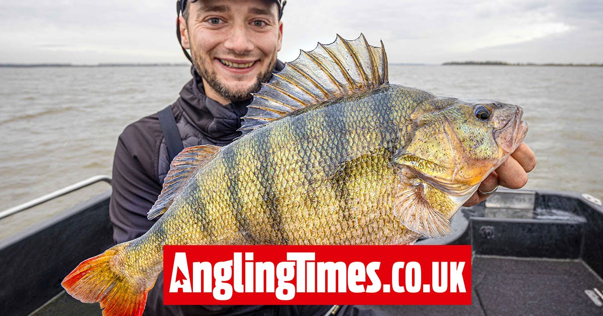 UK specimen angler lands extraordinary perch on Holland fishing trip ...
