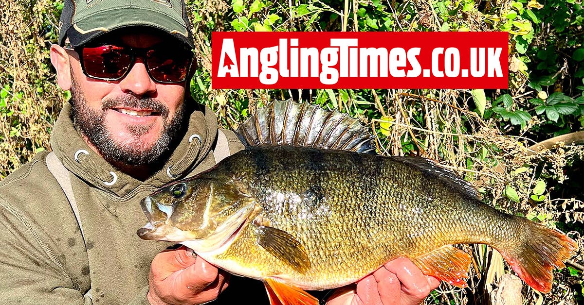 Angler ‘flat-rodded’ by monster perch! | Angling Times