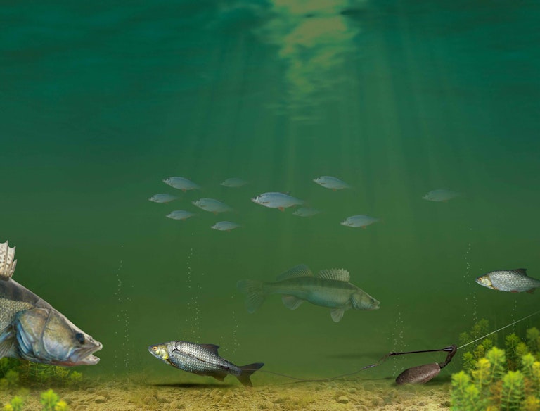 How to tie a running deadbait rig for zander