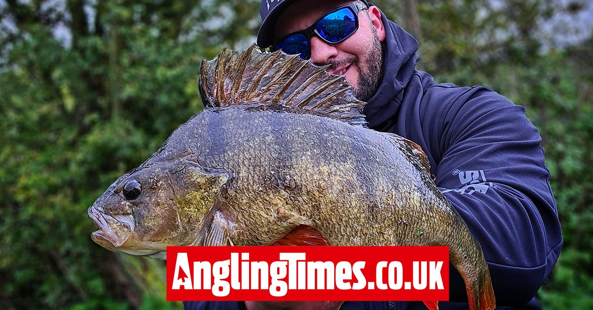 Enormous perch landed on lure from flooded river | Angling Times