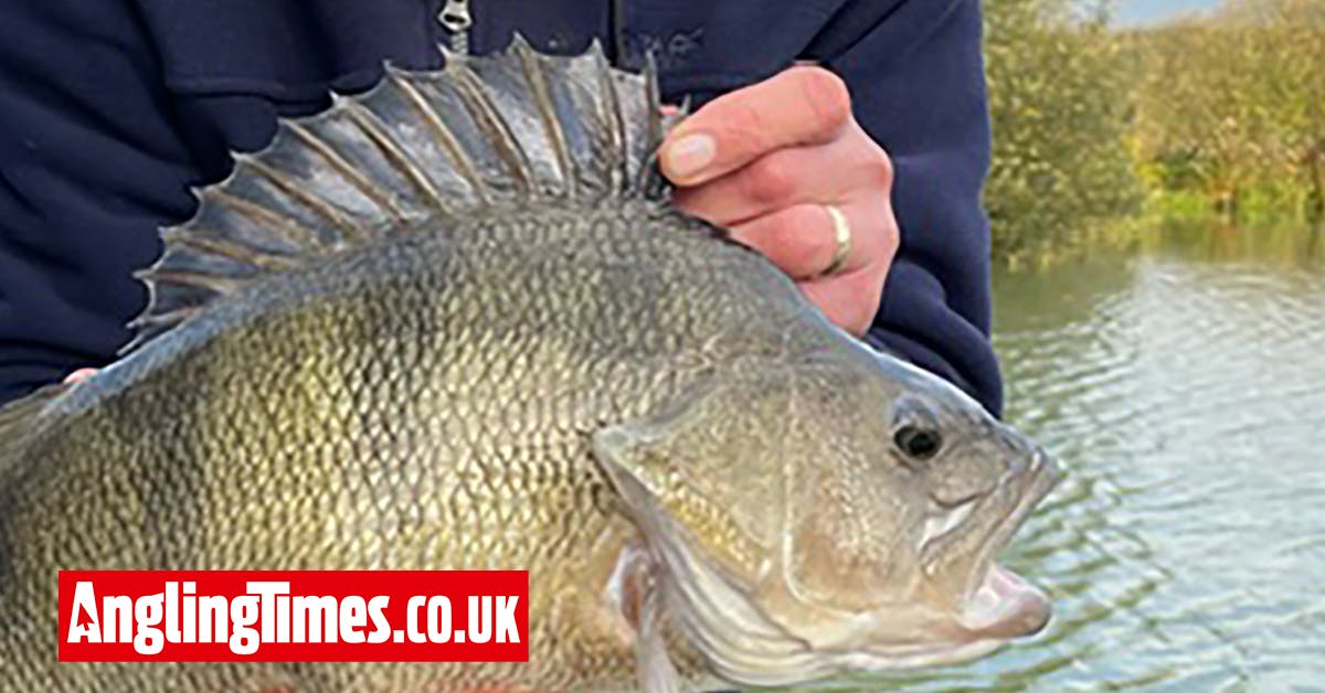 Another monster perch caught at Devon holiday venue | Angling Times