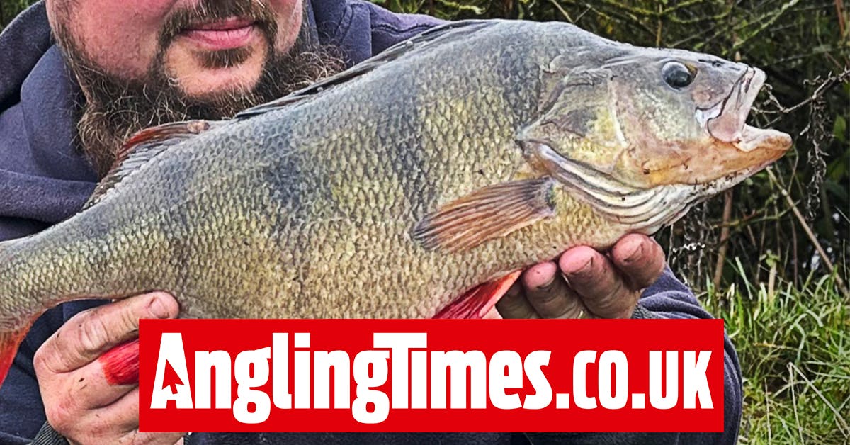 Yorkshire angler lands one of the biggest hauls of specimen perch ever ...