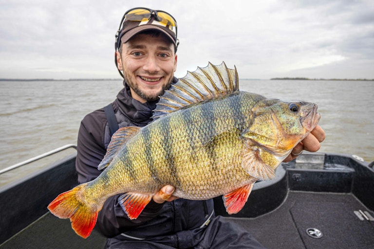 UK specimen angler lands extraordinary perch on Holland fishing trip ...