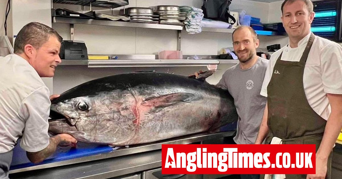 Anglers incensed as chefs flaunt first UK commercial tuna in 70 years ...