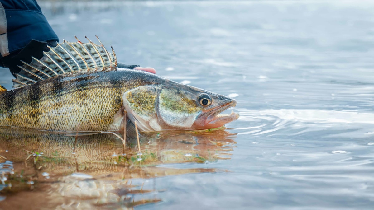 How to tie a running deadbait rig for zander