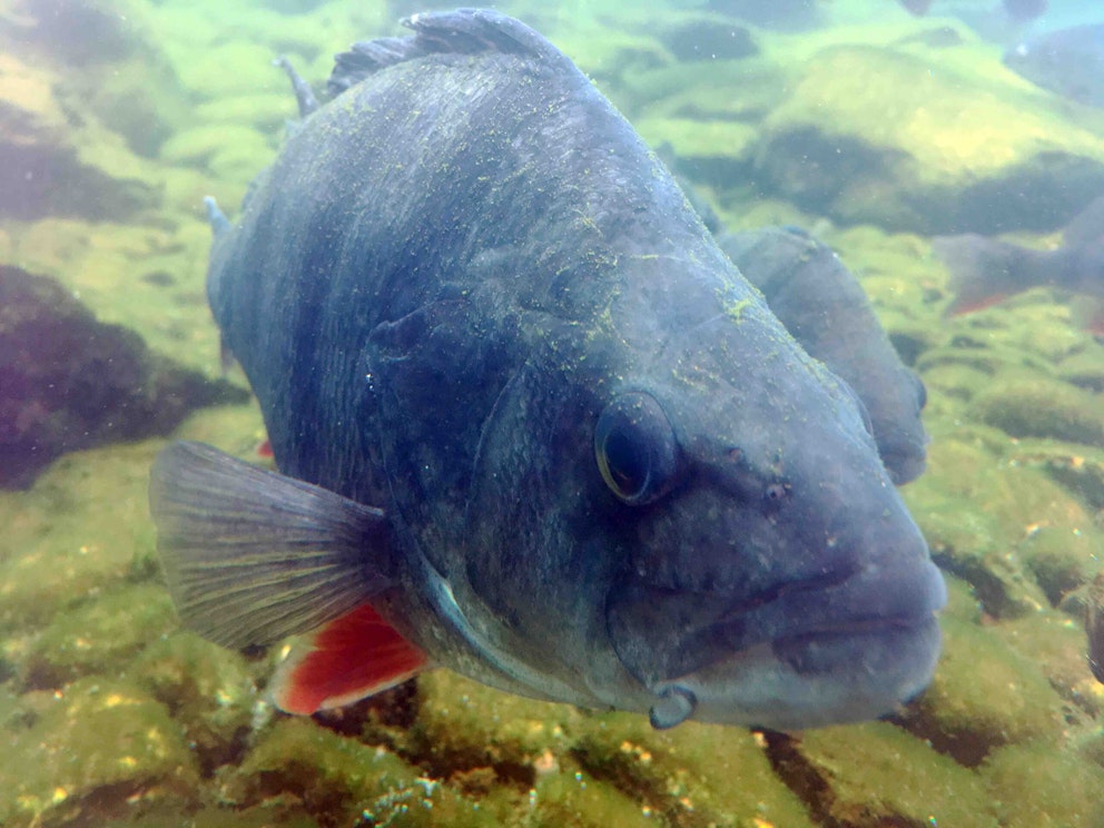 Fishing Near Me: The Best Venues for Monster Perch | Angling Times