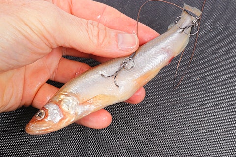 10 Tips to help you catch bigger pike | Angling Times