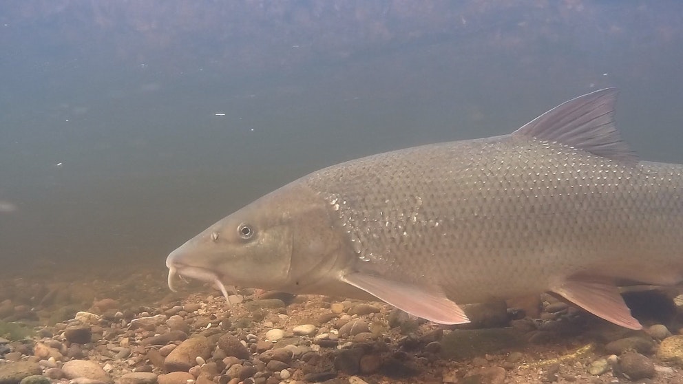 Now is the time to catch a giant barbel | Angling Times