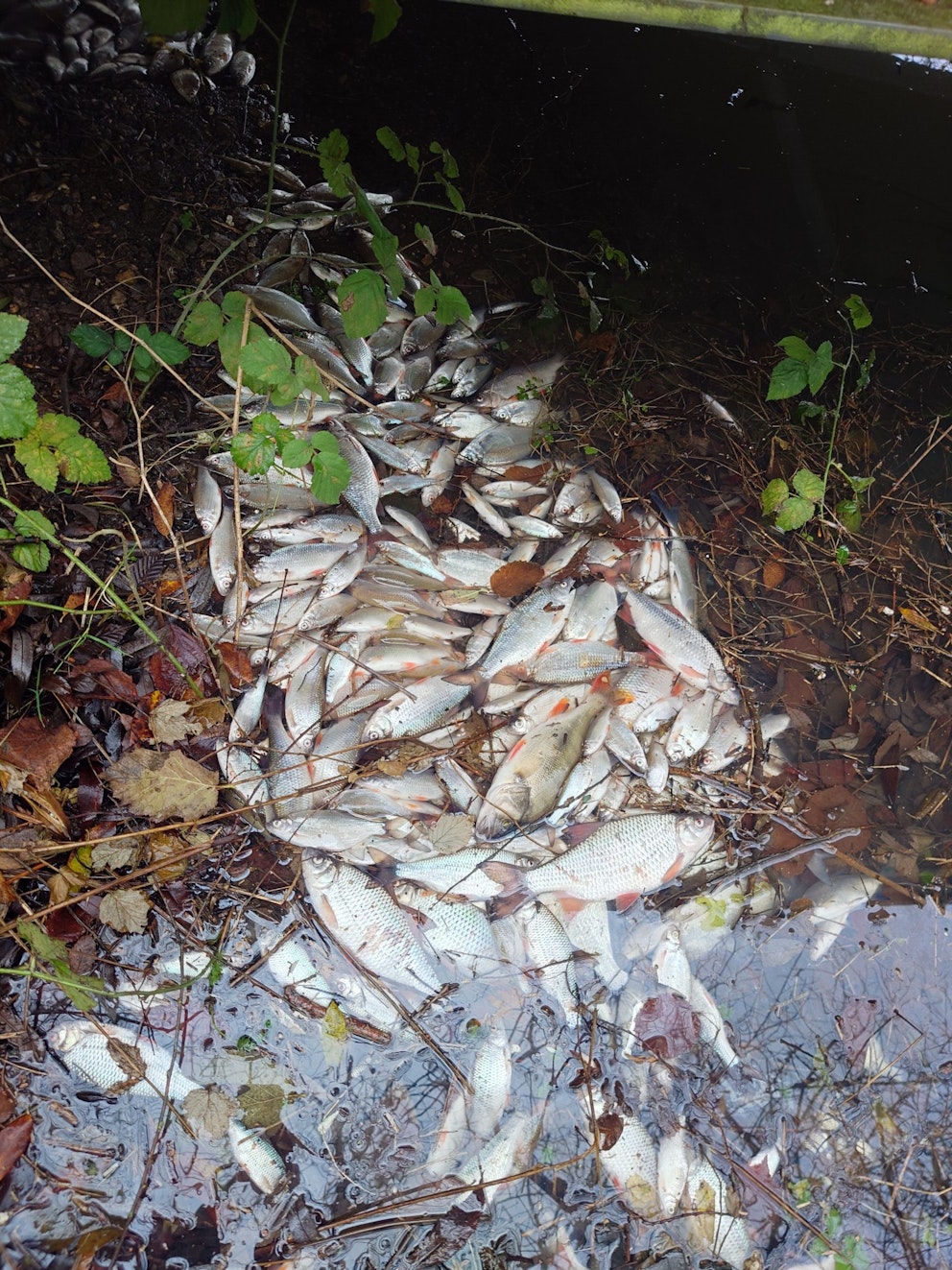 How the Labour Party intends to clean up our waterways | Angling Times