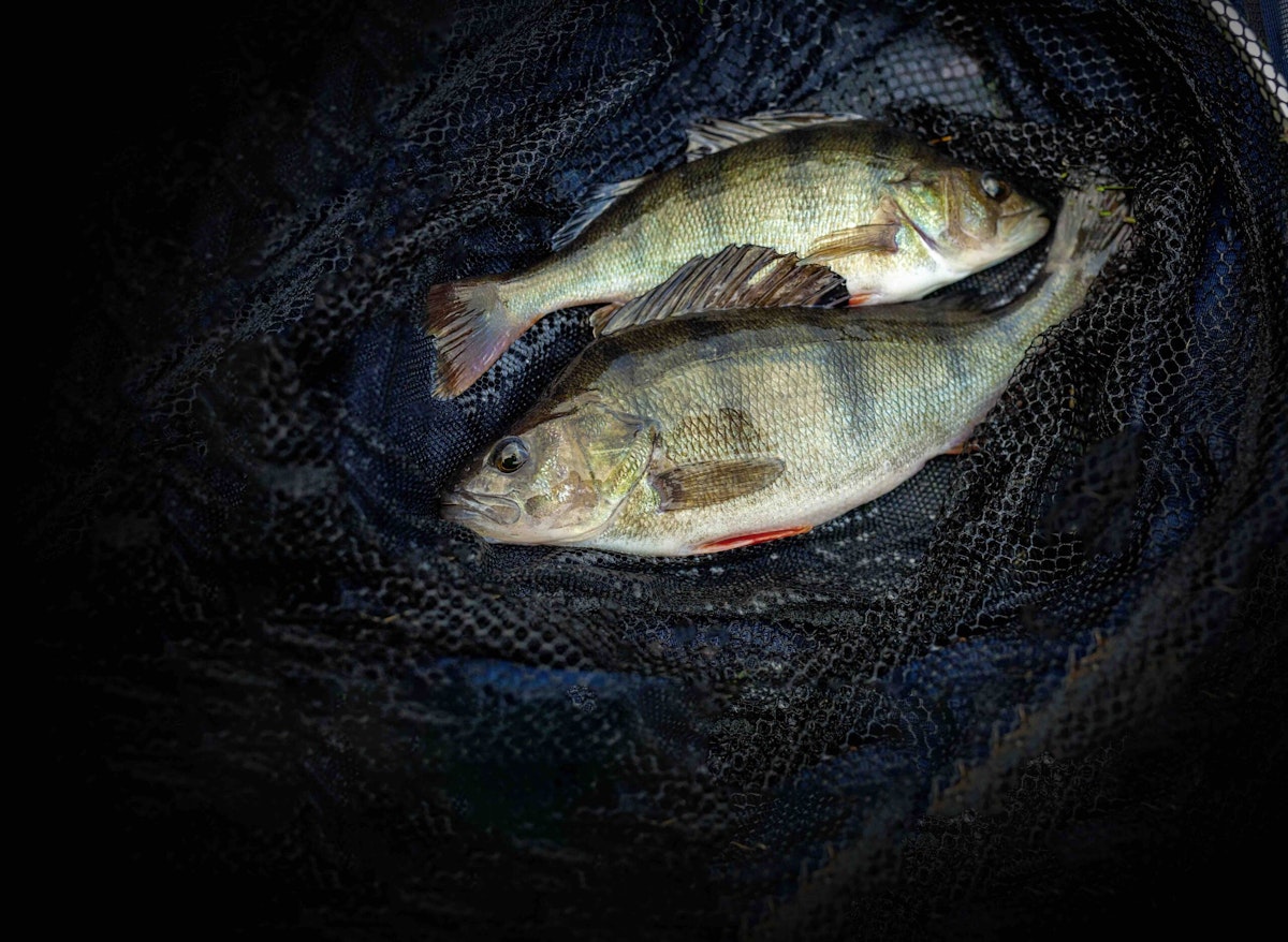 How to make a deadly groundbait for perch fishing | Angling Times