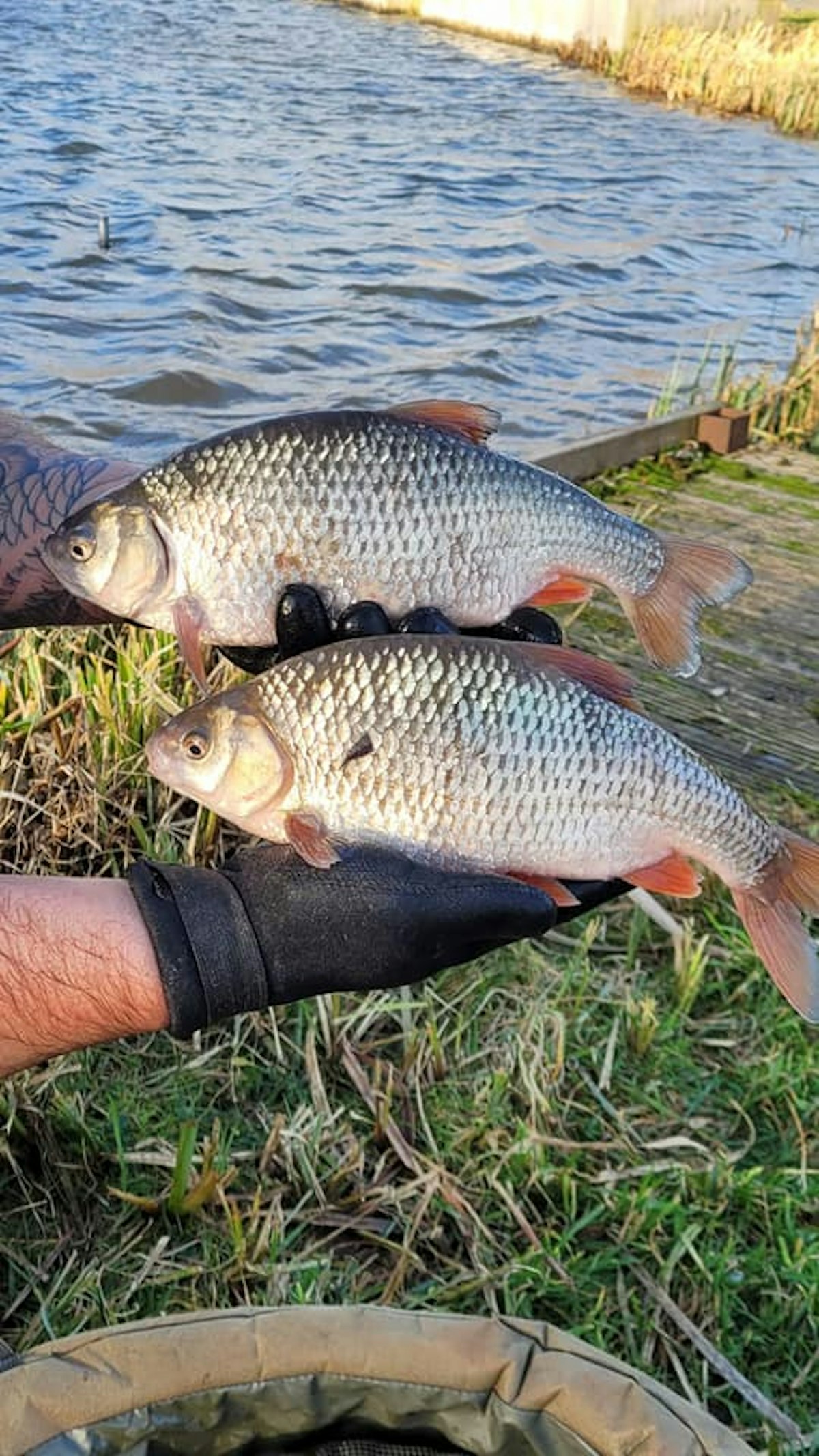 Giant roach found in commercial fishery netting | Angling Times