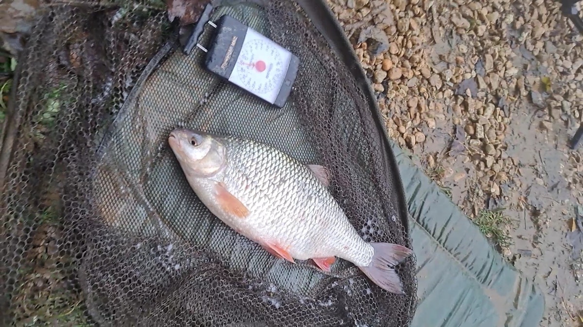 One of the UK’s biggest roach caught at Linear Fisheries | Angling Times