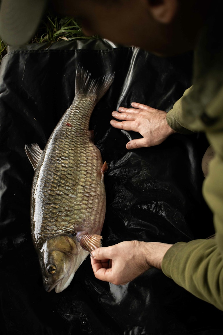 Giant chub is one of the biggest ever taken from a British river ...