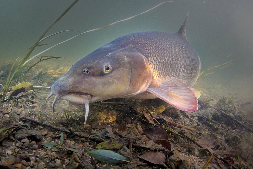 The best tips for winter barbel fishing | Angling Times