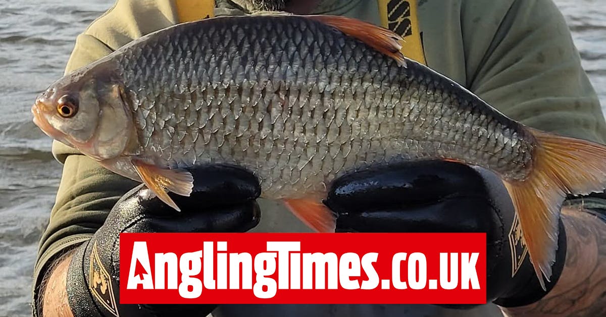 Giant roach found in commercial fishery netting | Angling Times