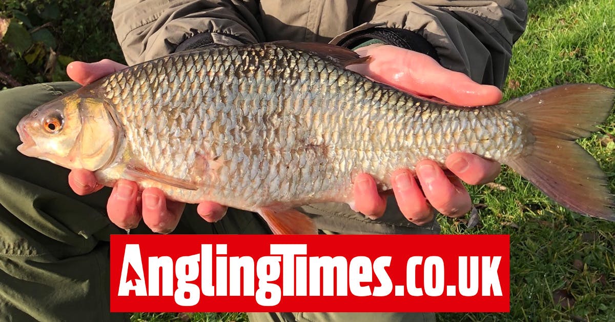 Spectacular river roach landed on maggot and bread combo | Angling Times