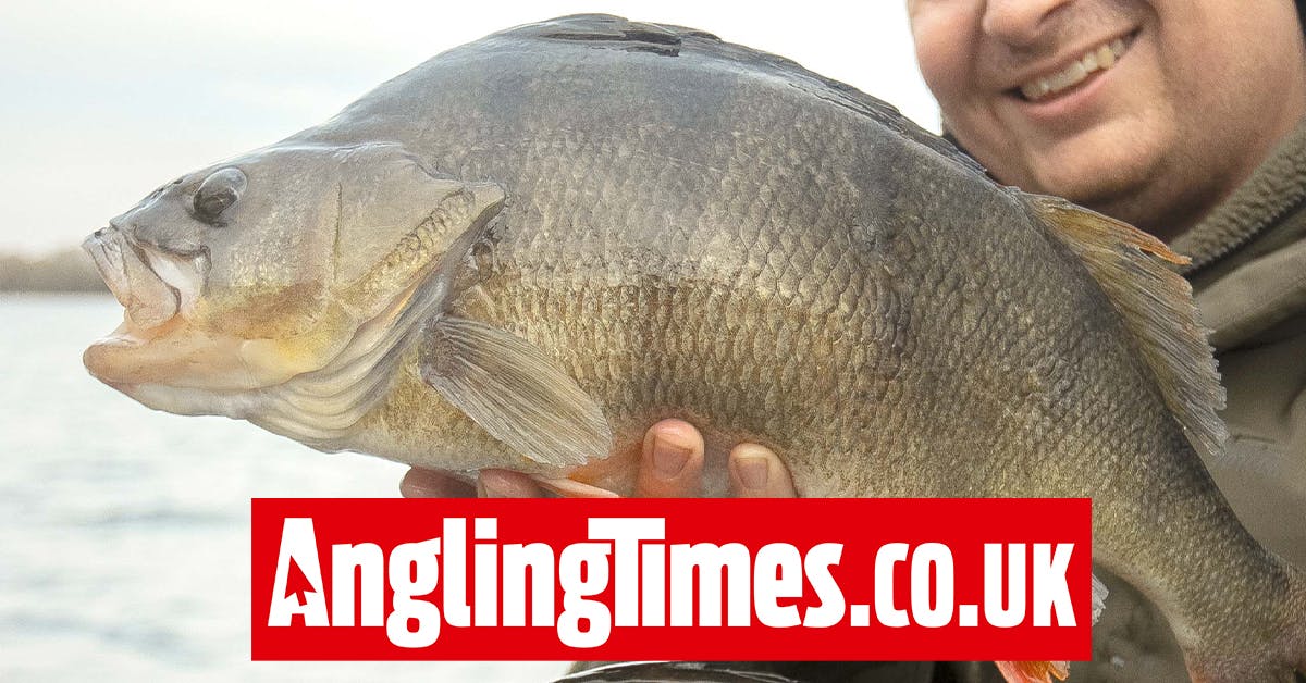 13lb-plus of perch in just three bites! | Angling Times