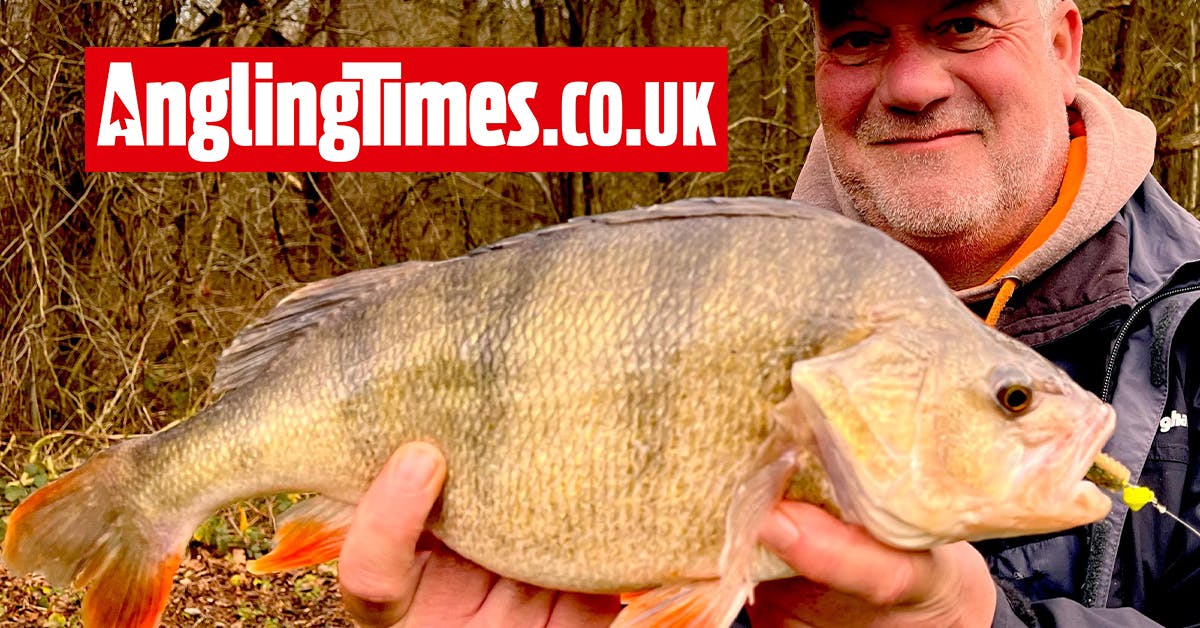 Personal best canal perch is Darren’s final fish of 2023 | Angling Times