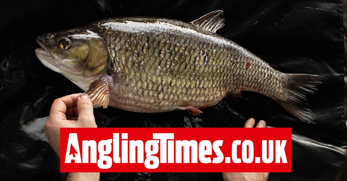 Giant chub is one of the biggest ever taken from a British river ...