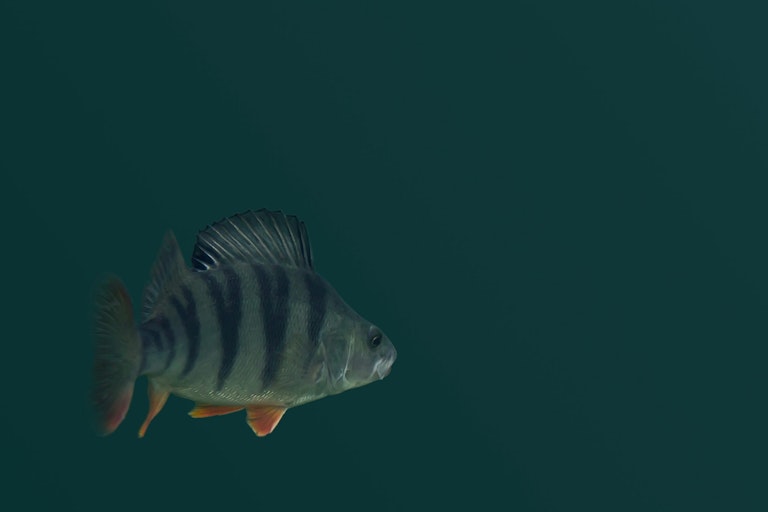 Six brilliant tips for catching big perch | Angling Times