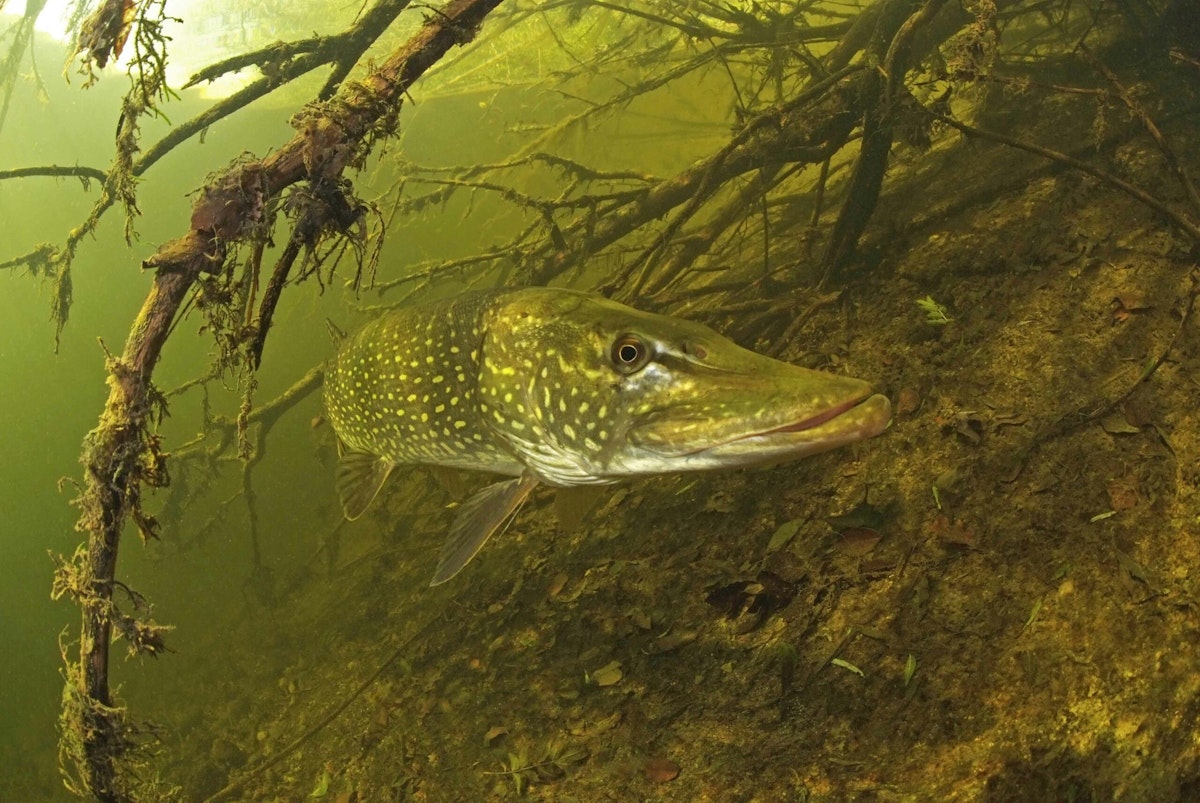 10 Tips to help you catch bigger pike | Angling Times