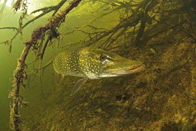 10 Tips to help you catch bigger pike | Angling Times