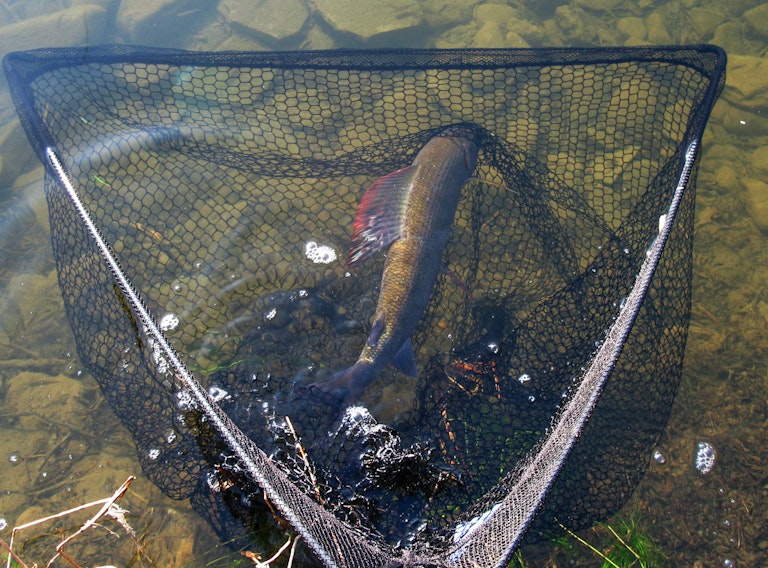 Fishing tips: how to catch a grayling