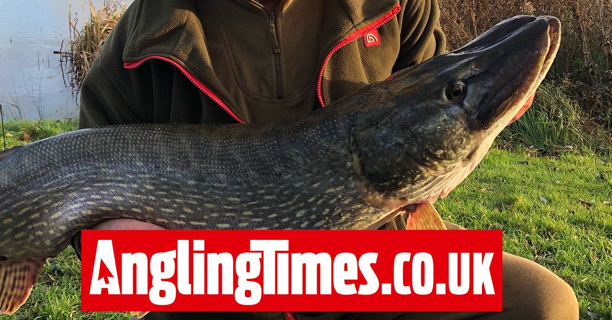 Beautiful big pike landed half an hour in to first session of the ...