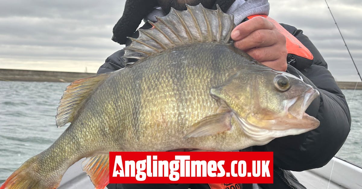 ‘Football-sized’ perch landed on first Grafham fishing trip | Angling Times