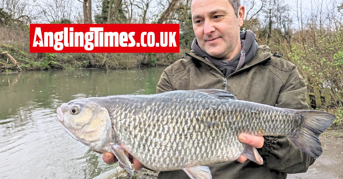 Absolutely enormous chub landed on ‘old’ quivertip rod | Angling Times