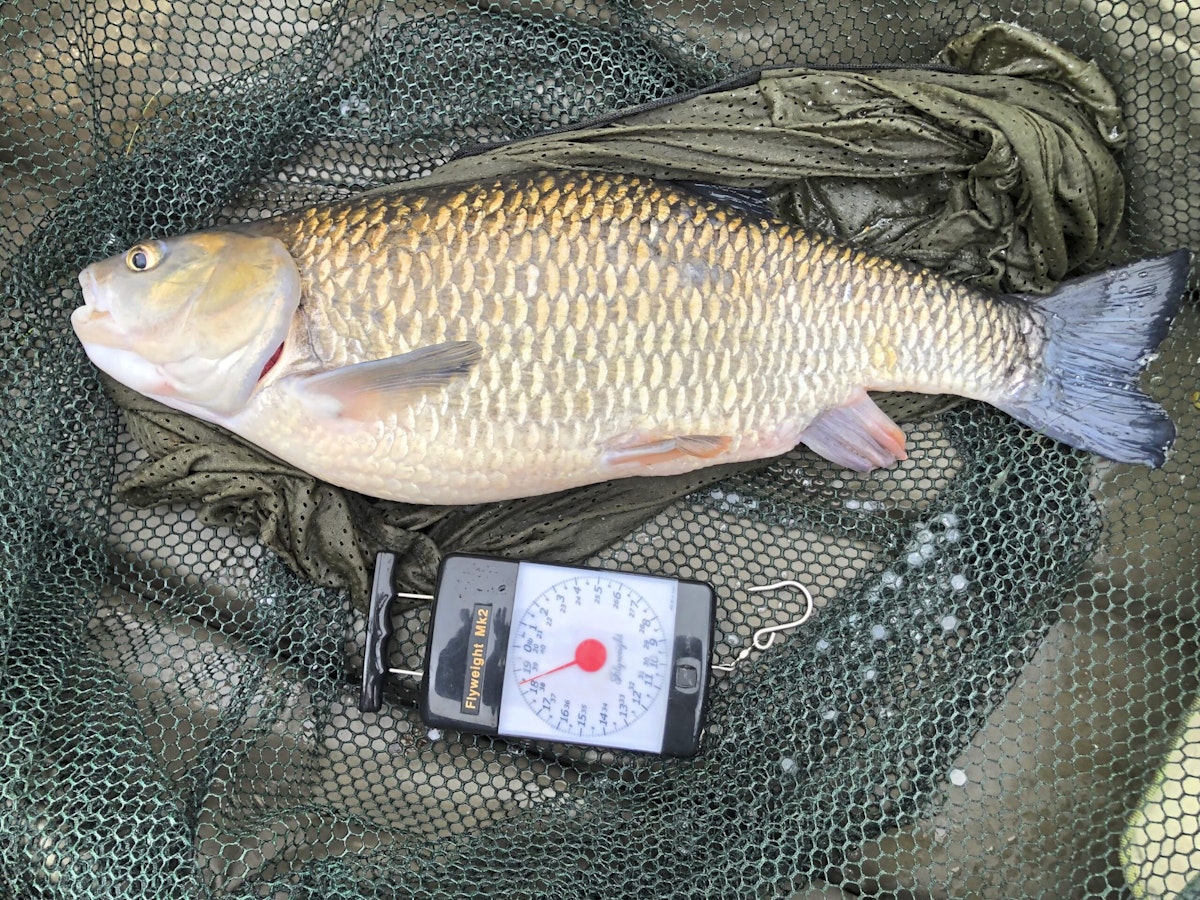 Absolutely enormous chub landed on ‘old’ quivertip rod | Angling Times