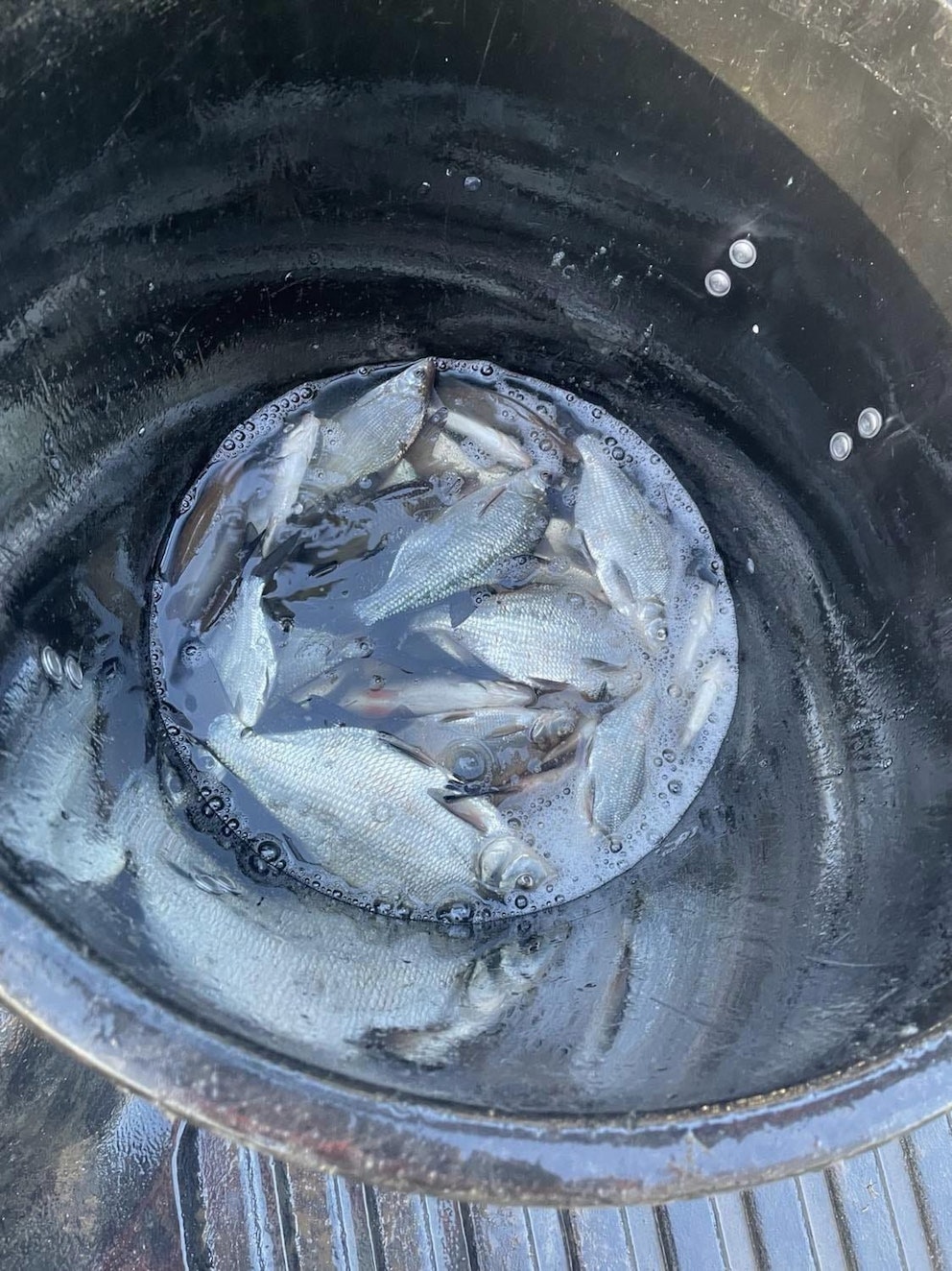 4000lb of roach, skimmers and huge 10lb-plus bream stocked in Blythe ...