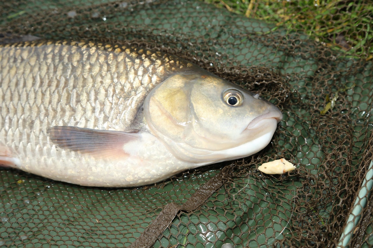 Switch to the elasticated maggot to catch big chub | Angling Times