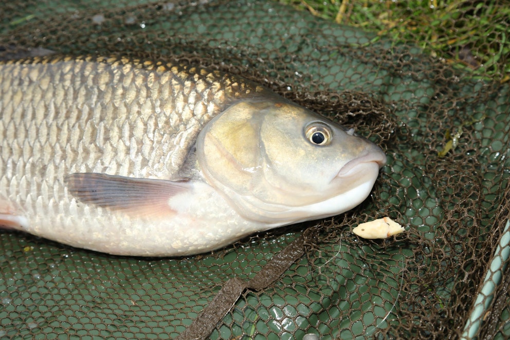 Try this elasticated feeder for big chub | Angling Times